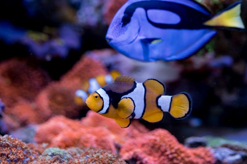 Dive Deep: How to Choose the Right Fish for Your Aquarium