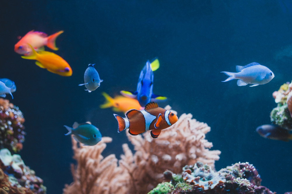 What to Know Before Buying a Fish Tank: Your Ultimate Guide - The Fish ...