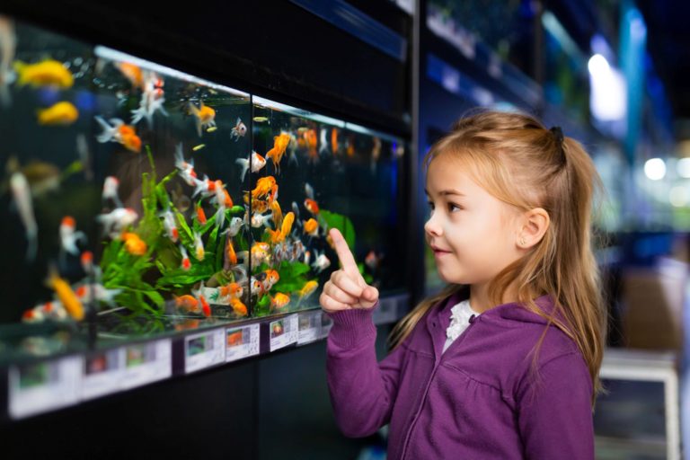 Dive Deep: How to Choose the Right Fish for Your Aquarium