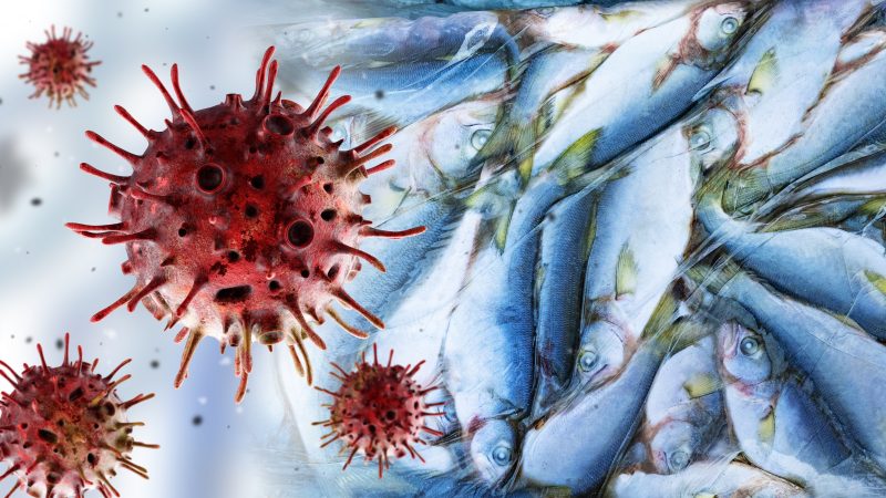 Aquarium Fish Disease: Prevention & Treatment Guide.