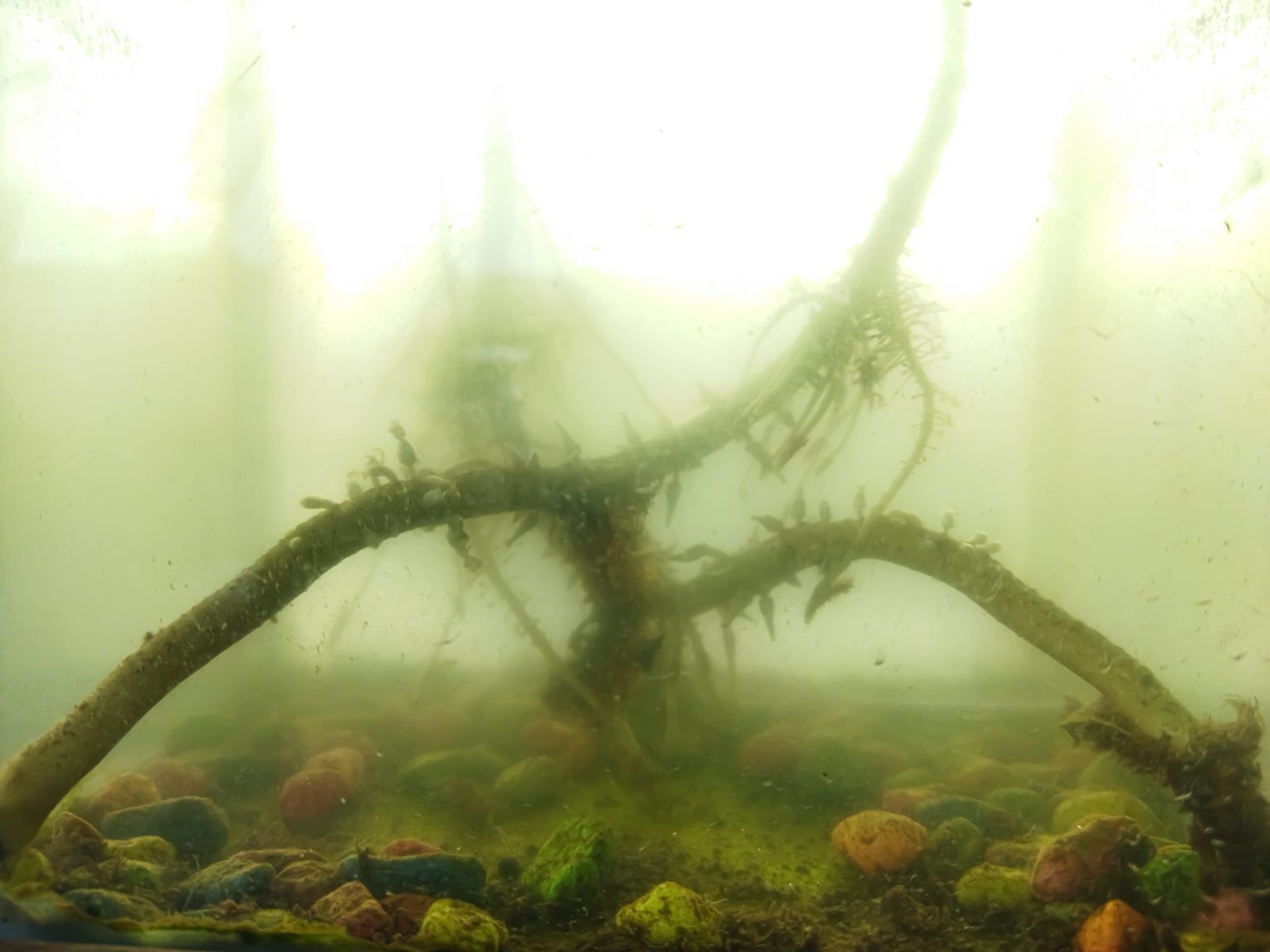 15 Common Freshwater Tank Problems and How to Fix Them.