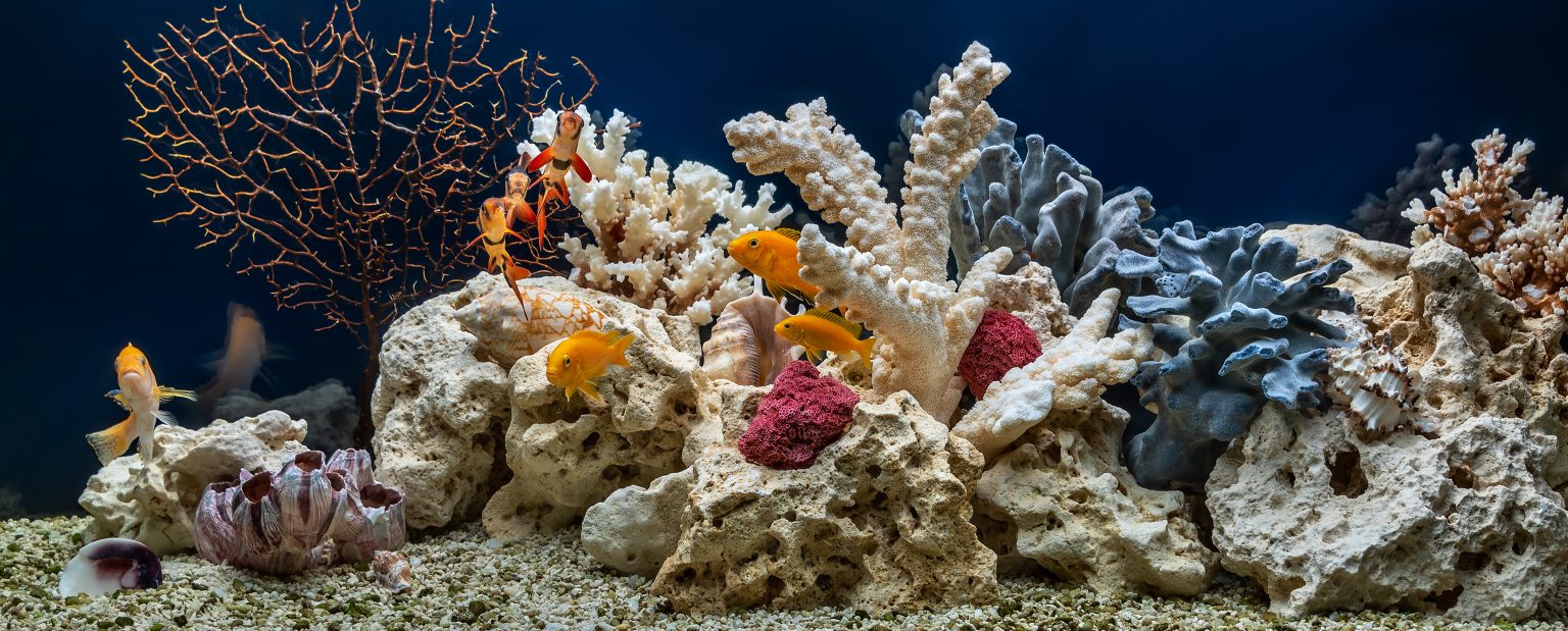 The Ultimate Guide to a Problem-Free Freshwater Fish Tank.